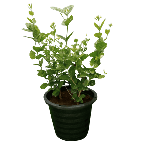 Jasmine Motia – Plantssouq