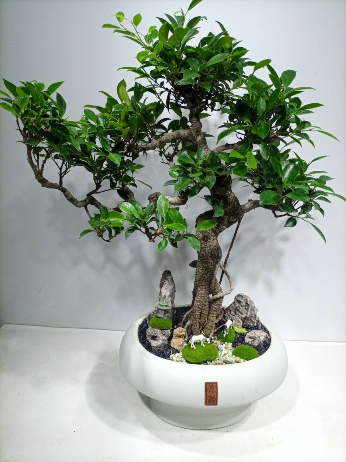 Ficus Retusa – Bonsai | Ceramic Pot - Plantssouq