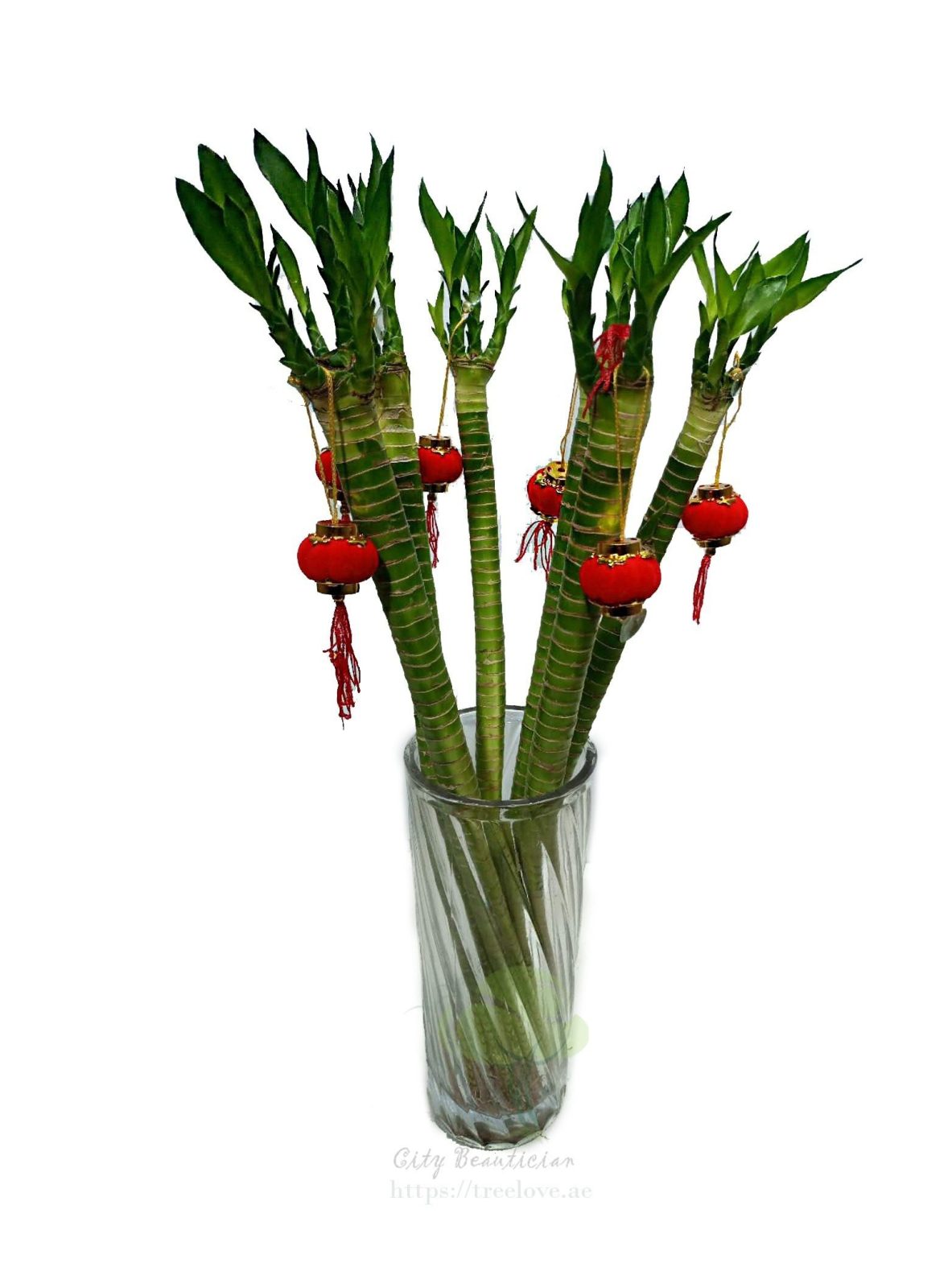 Bambusa Bamboo Stick | Lotus Bamboo – Transparent Glass Pot - Plantssouq