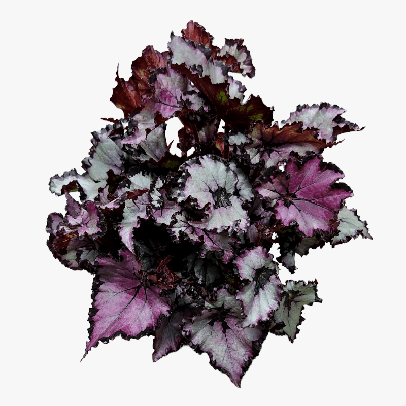 Begonia ‘Merry Christmas’ - Plantssouq