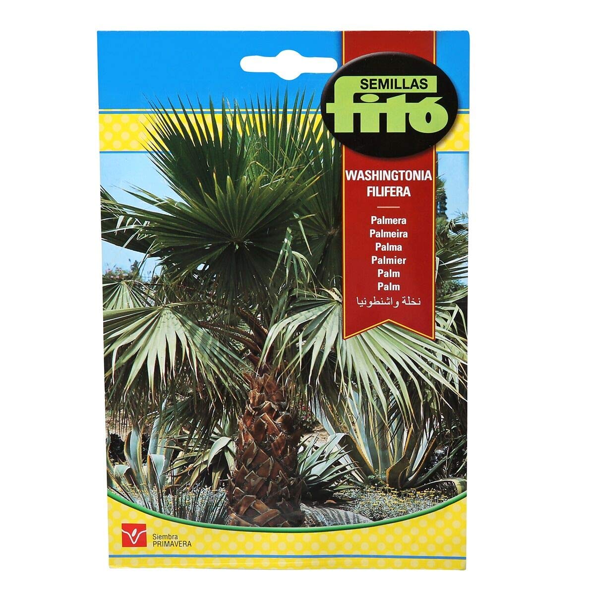 California Fan Palm – Fito Seeds - Plantssouq