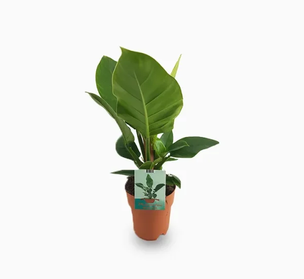 Philodendron Imperial Green - Plantssouq.com