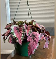 Begonia ‘Merry Christmas’ Hanging - Plantssouq